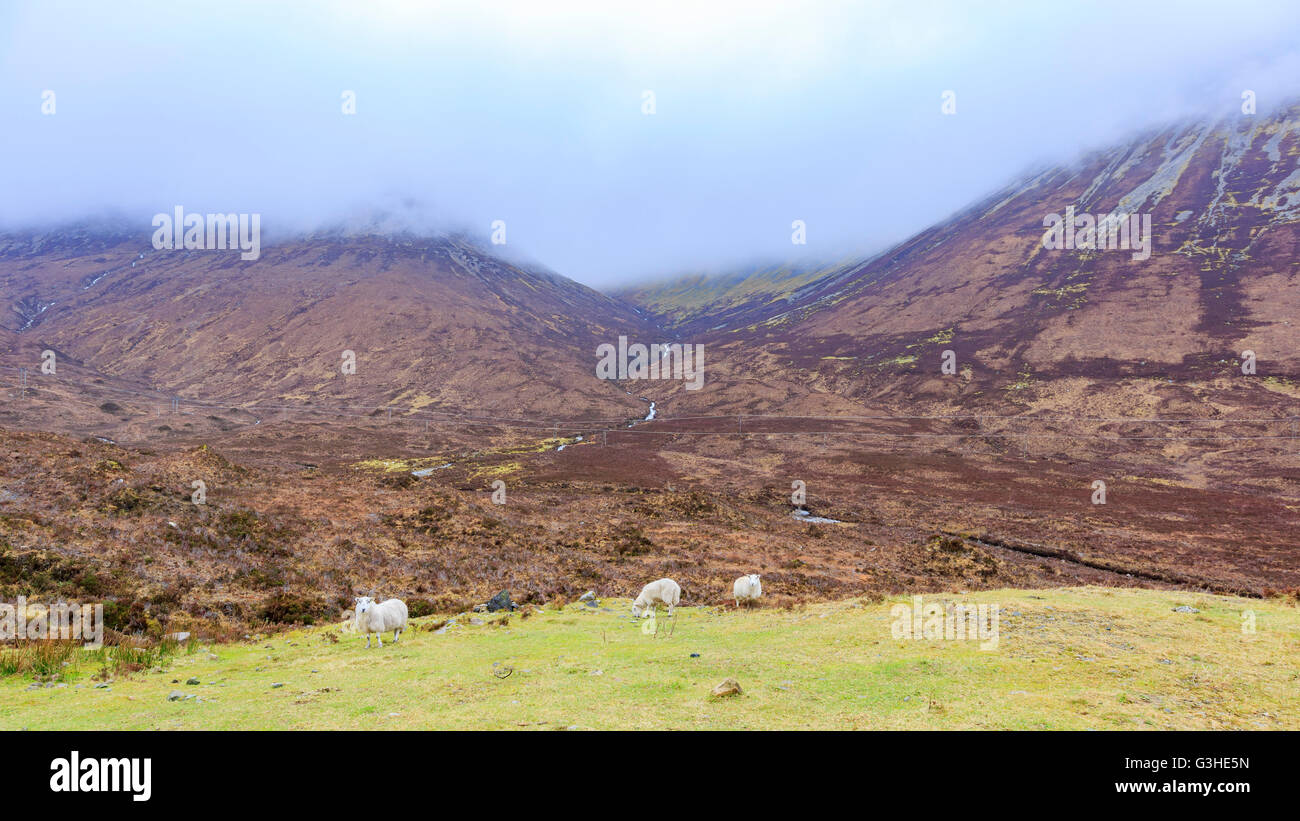 Beautiful country side view with mountain at Highland, Scotland Stock ...