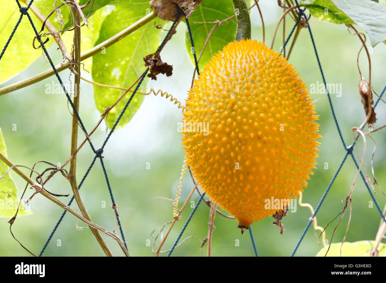 Gac fruit (Momordica cochinchinensis) is cultivated in Southeast Asia ...