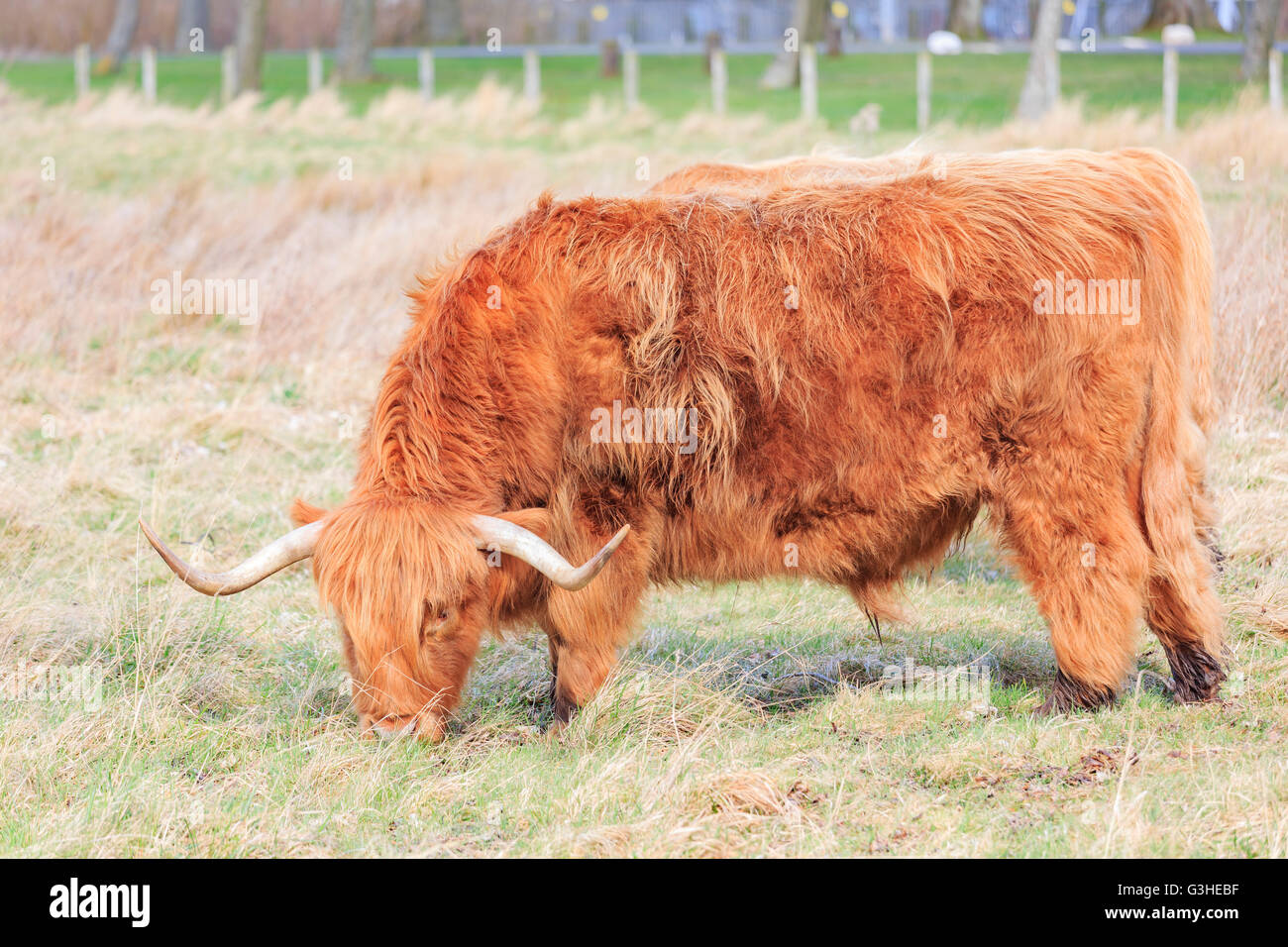 Hairy cow hi-res stock photography and images - Alamy