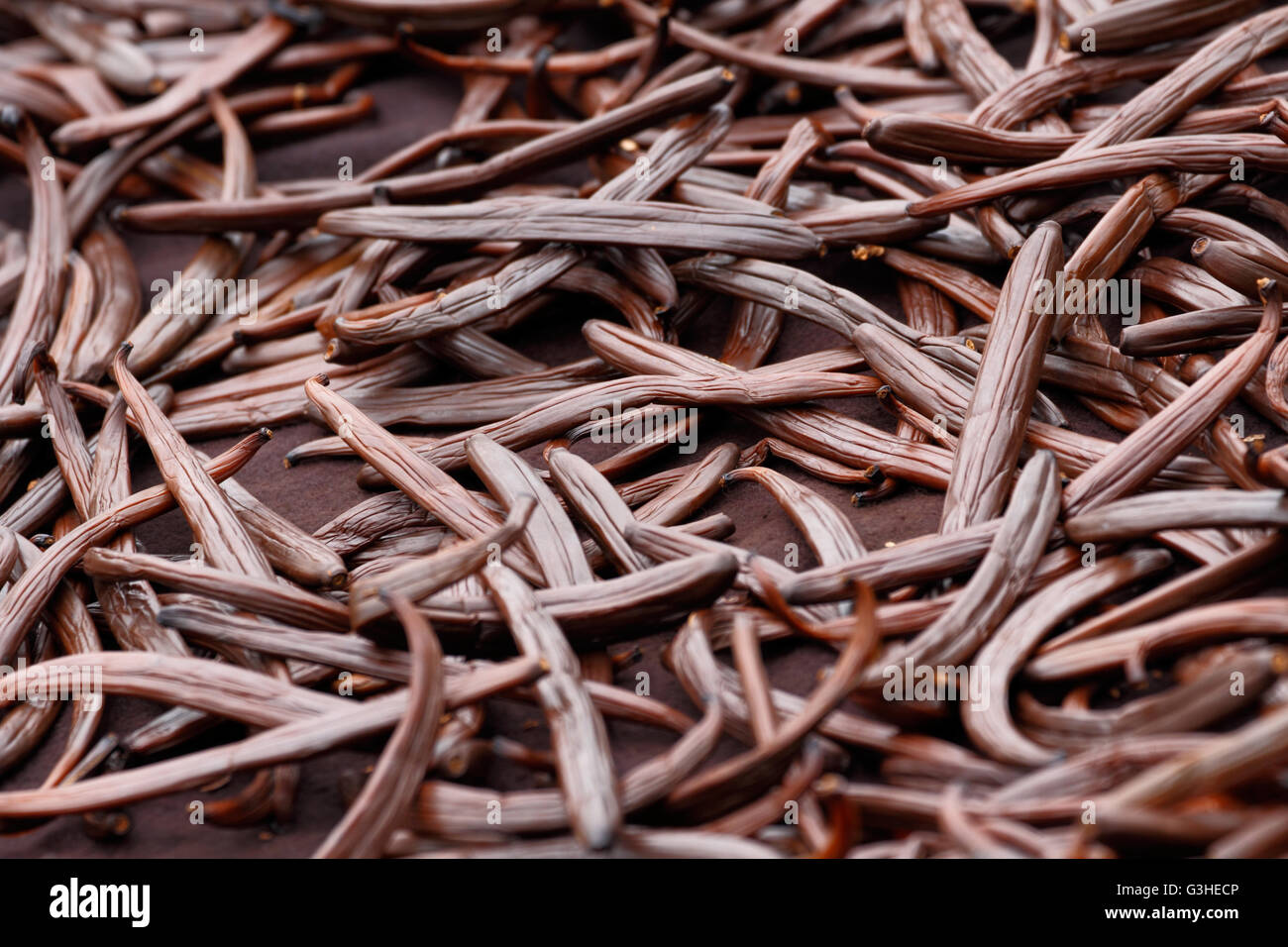 Vanilla dry fruit (vanilla bean, pod) in the curing ferments process ...
