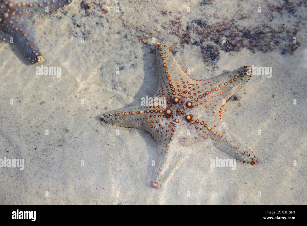 Starfish in rock pool hi-res stock photography and images - Alamy