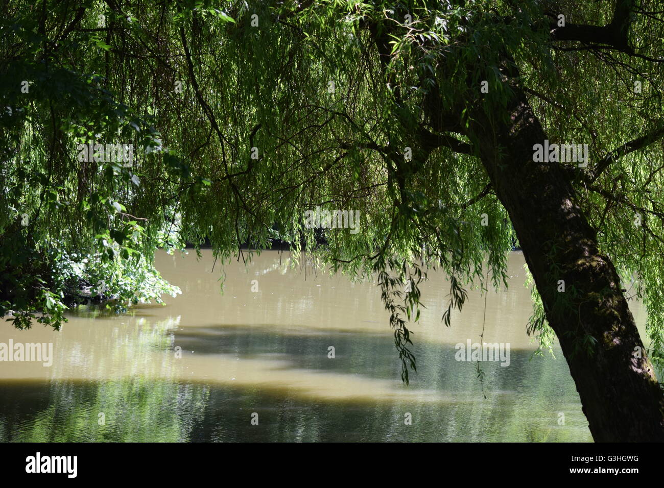 Spooky branches hi-res stock photography and images - Alamy
