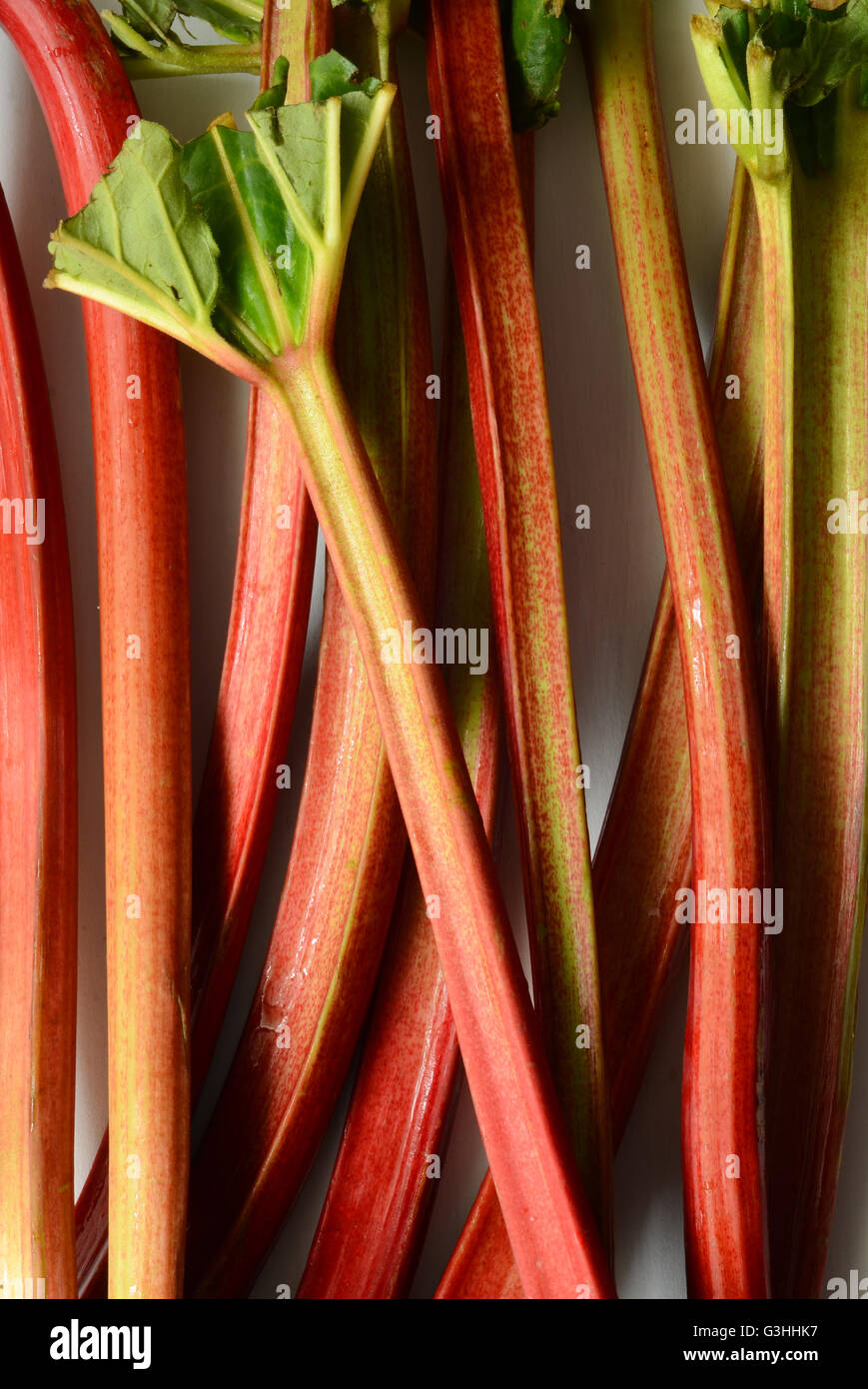 Bunch of fresh picked organic rhubarb stalks Stock Photo - Alamy