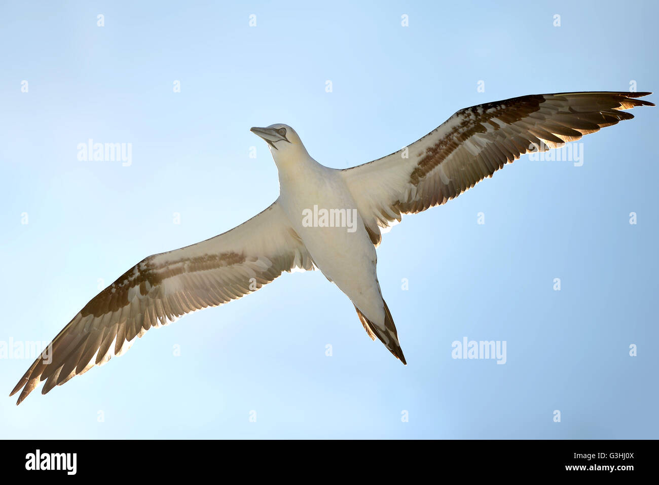 Flying gannet hi-res stock photography and images - Alamy