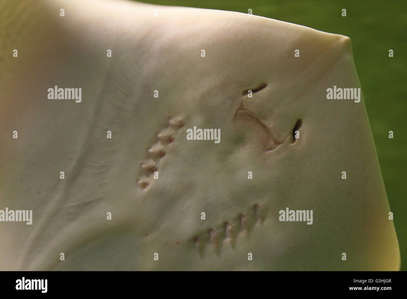 Poisson aquarium hi-res stock photography and images - Alamy