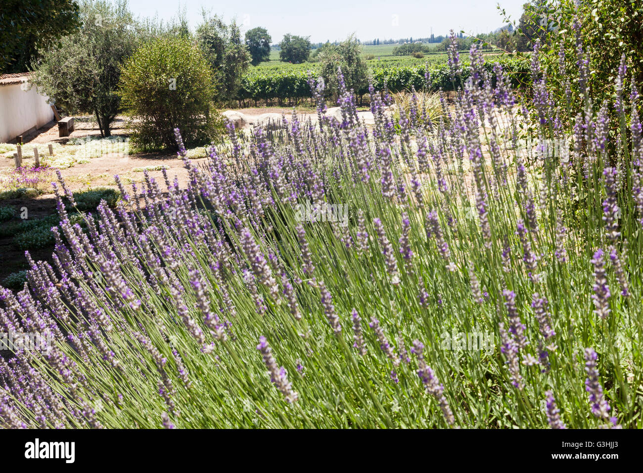 Lavender Field Winery Santiago do Chile Stock Photo - Alamy