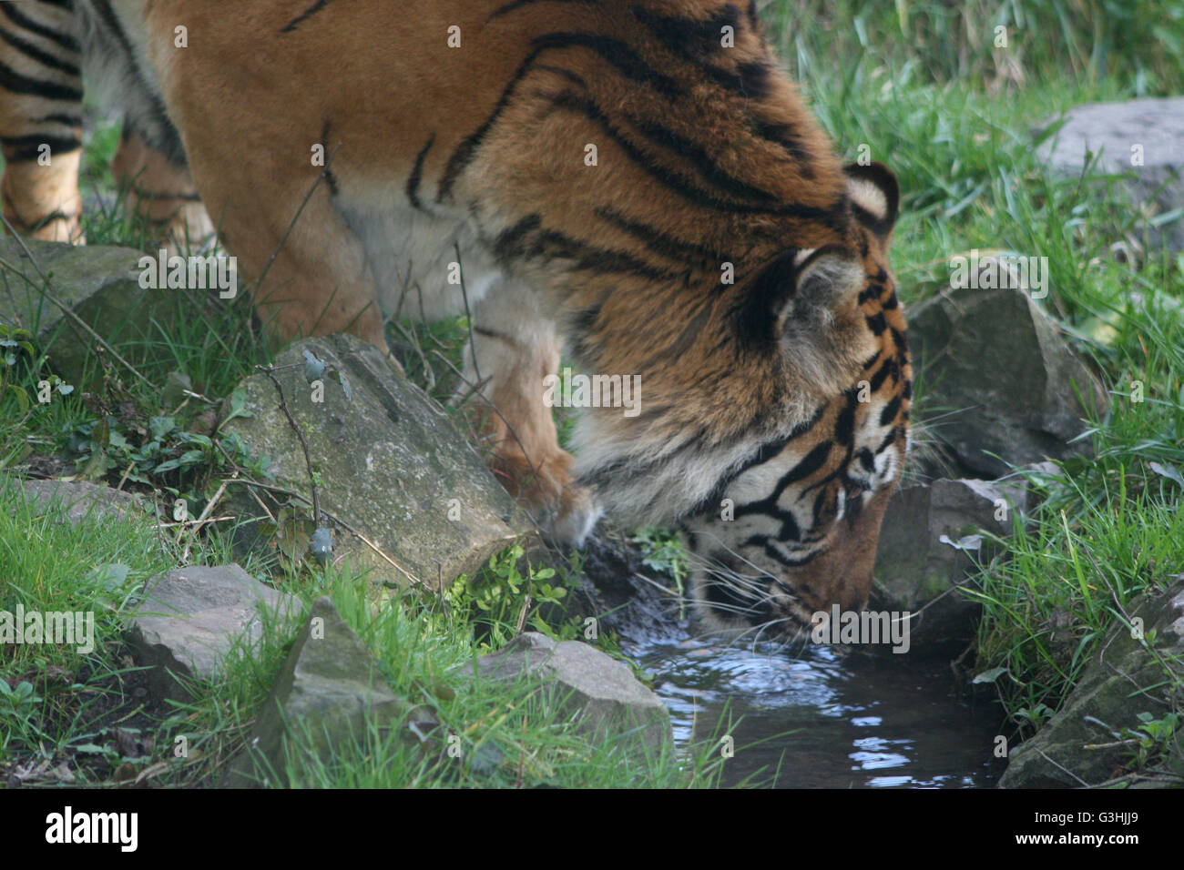 Tiger in a zoo (France Stock Photo - Alamy