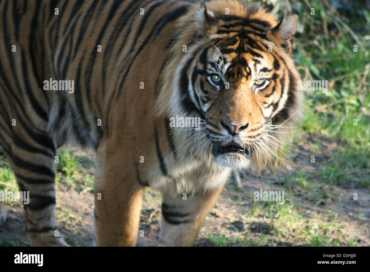 Tiger in a zoo (France Stock Photo - Alamy