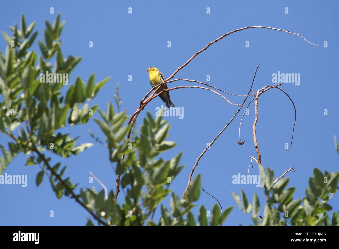 Yellow breasted hi-res stock photography and images - Alamy