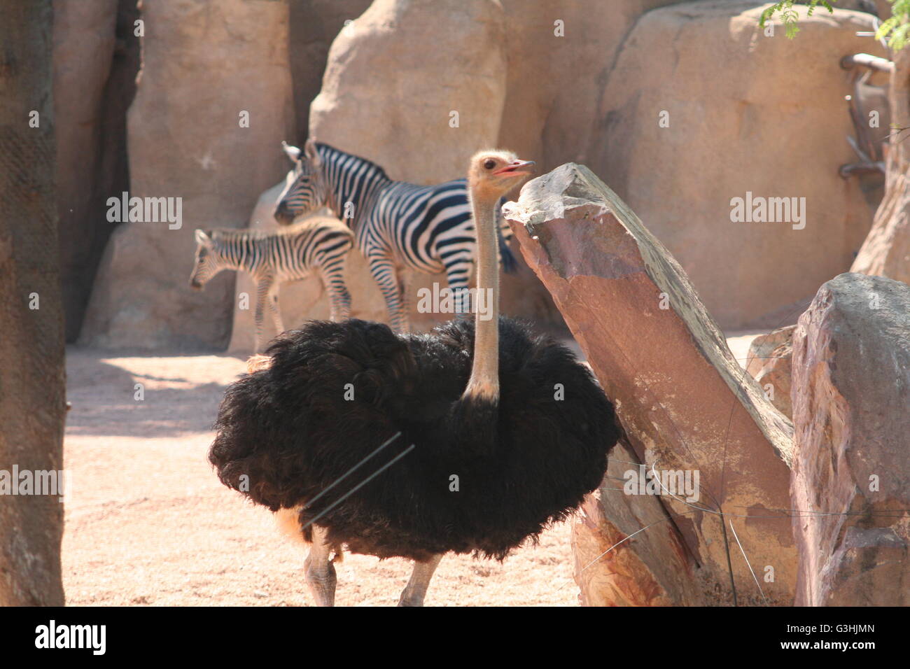 Ostrich zoo hi-res stock photography and images - Alamy