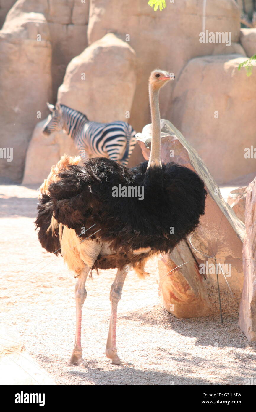 A tall ostrich stood proud in his enclosure at the zoo Stock Photo - Alamy