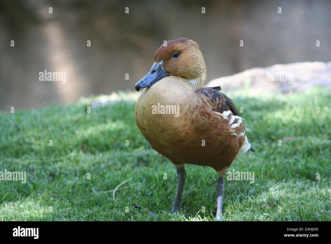 A small duck stood on the grass Stock Photo - Alamy