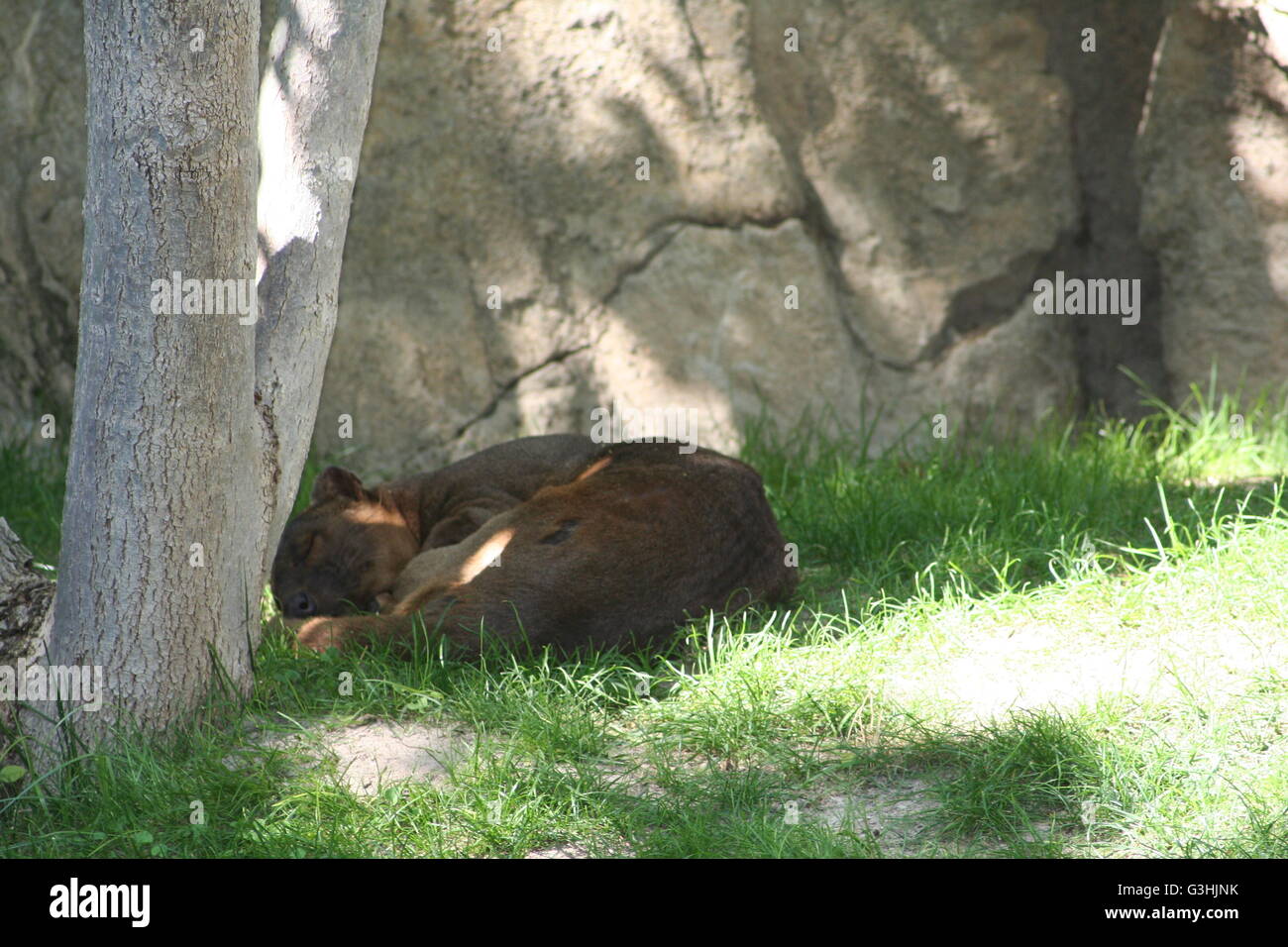 Tree shade animal hi-res stock photography and images - Alamy