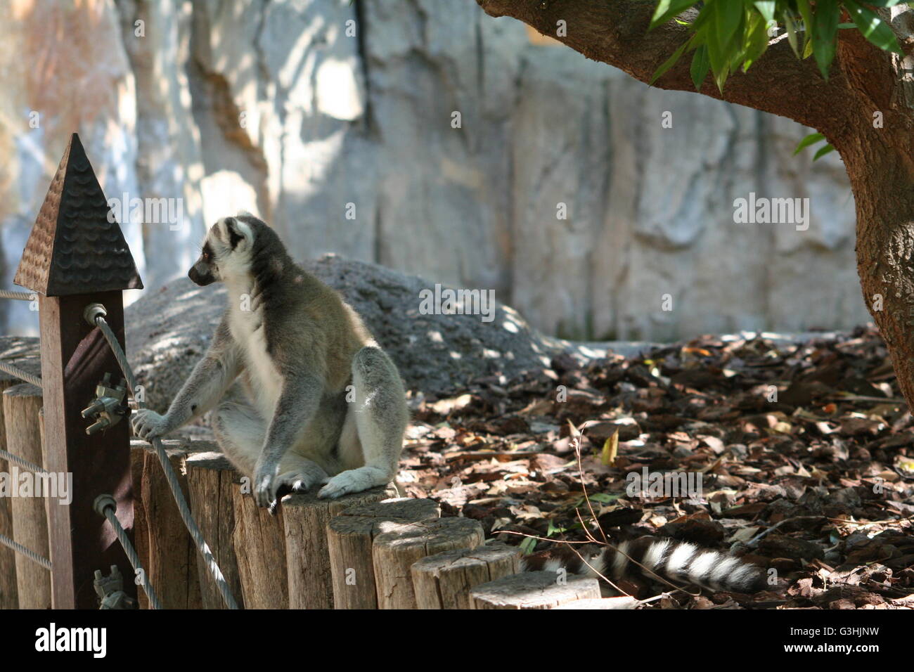 Lemur Enclosure High Resolution Stock Photography and Images - Alamy