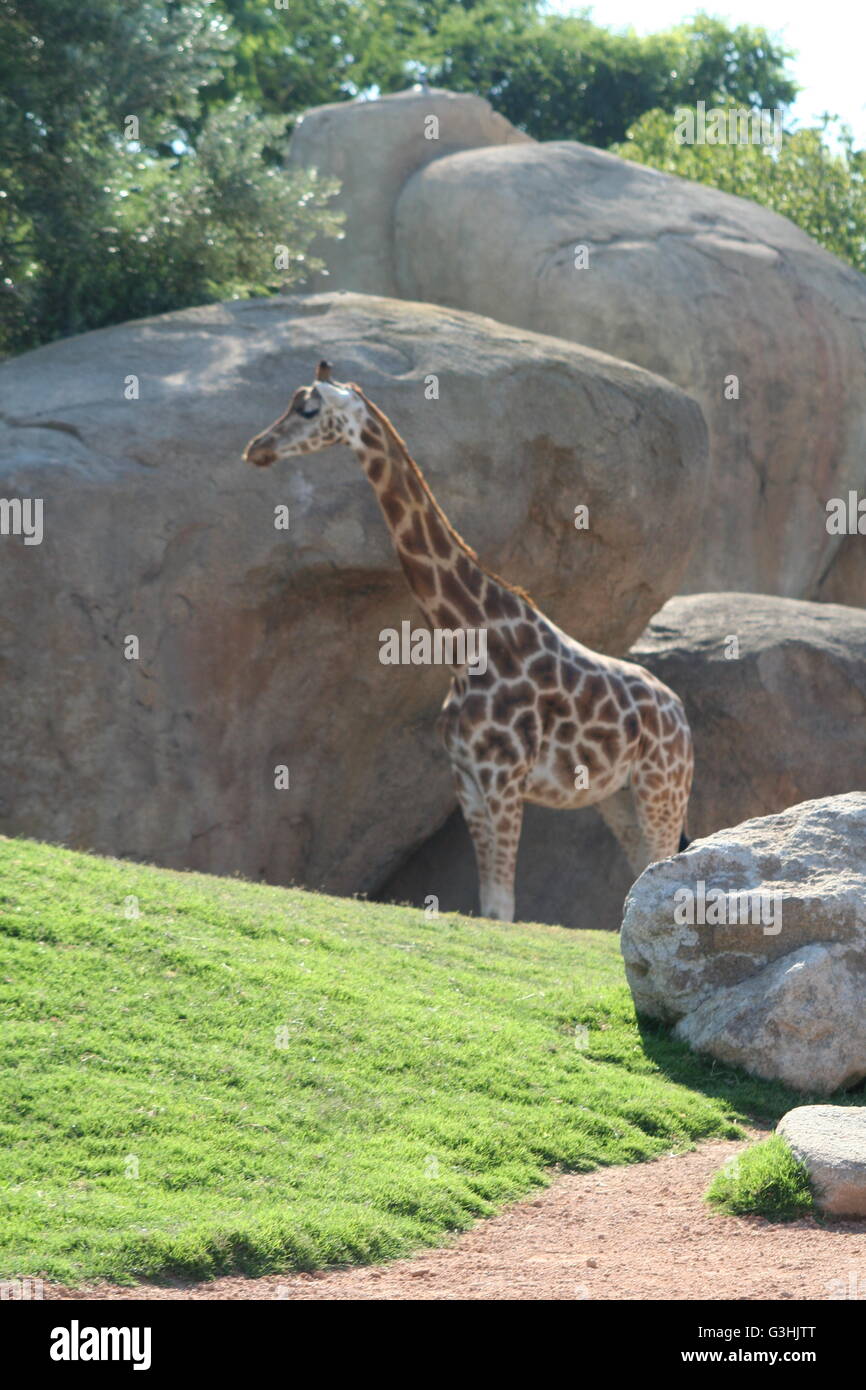 Zoo enclosure giraffe hi-res stock photography and images - Alamy