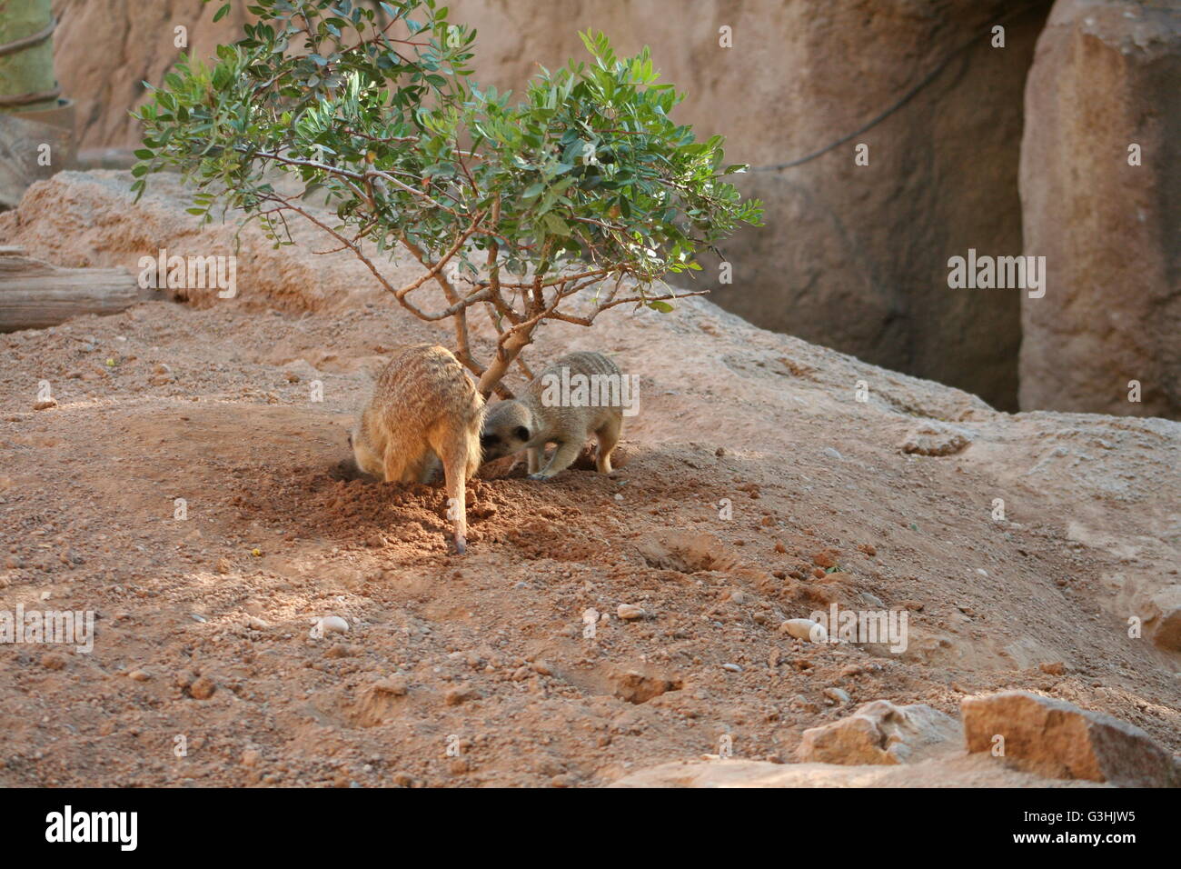 Digging around a tree hi-res stock photography and images - Alamy