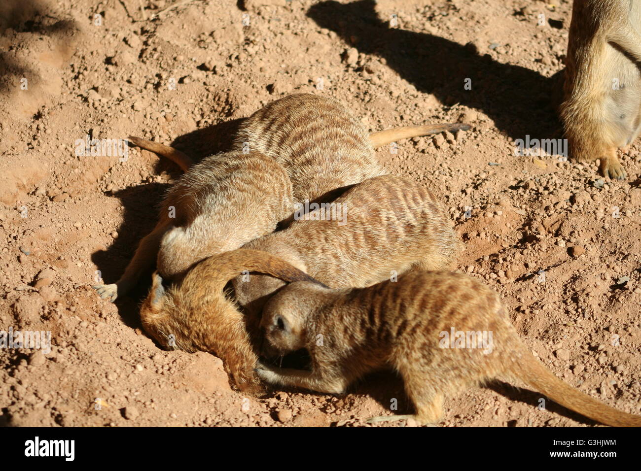 A group of meerkats playing together in the sand in their enclosure at ...