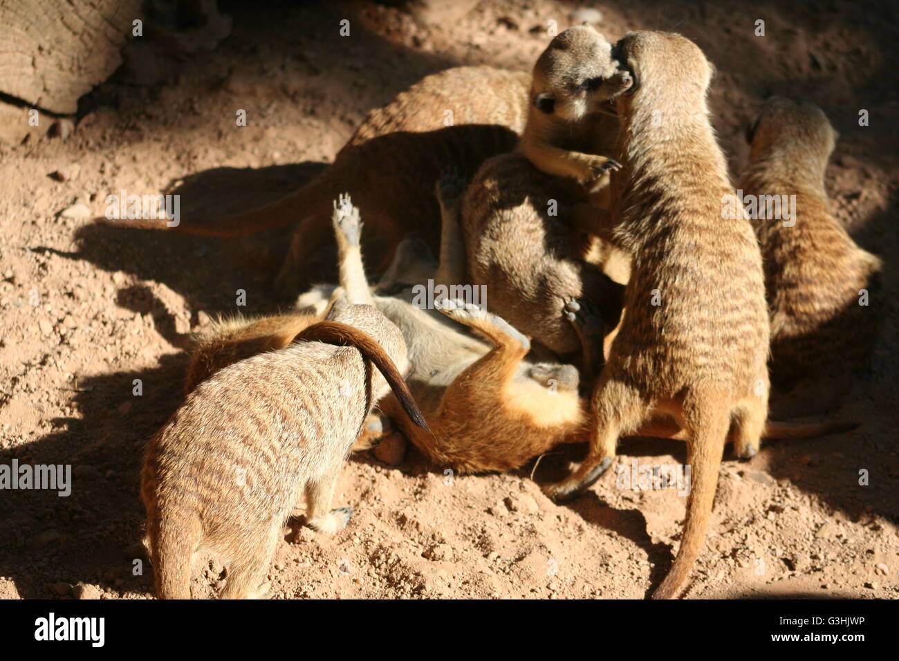 A group of meerkats playing together in the sand in their enclosure at ...
