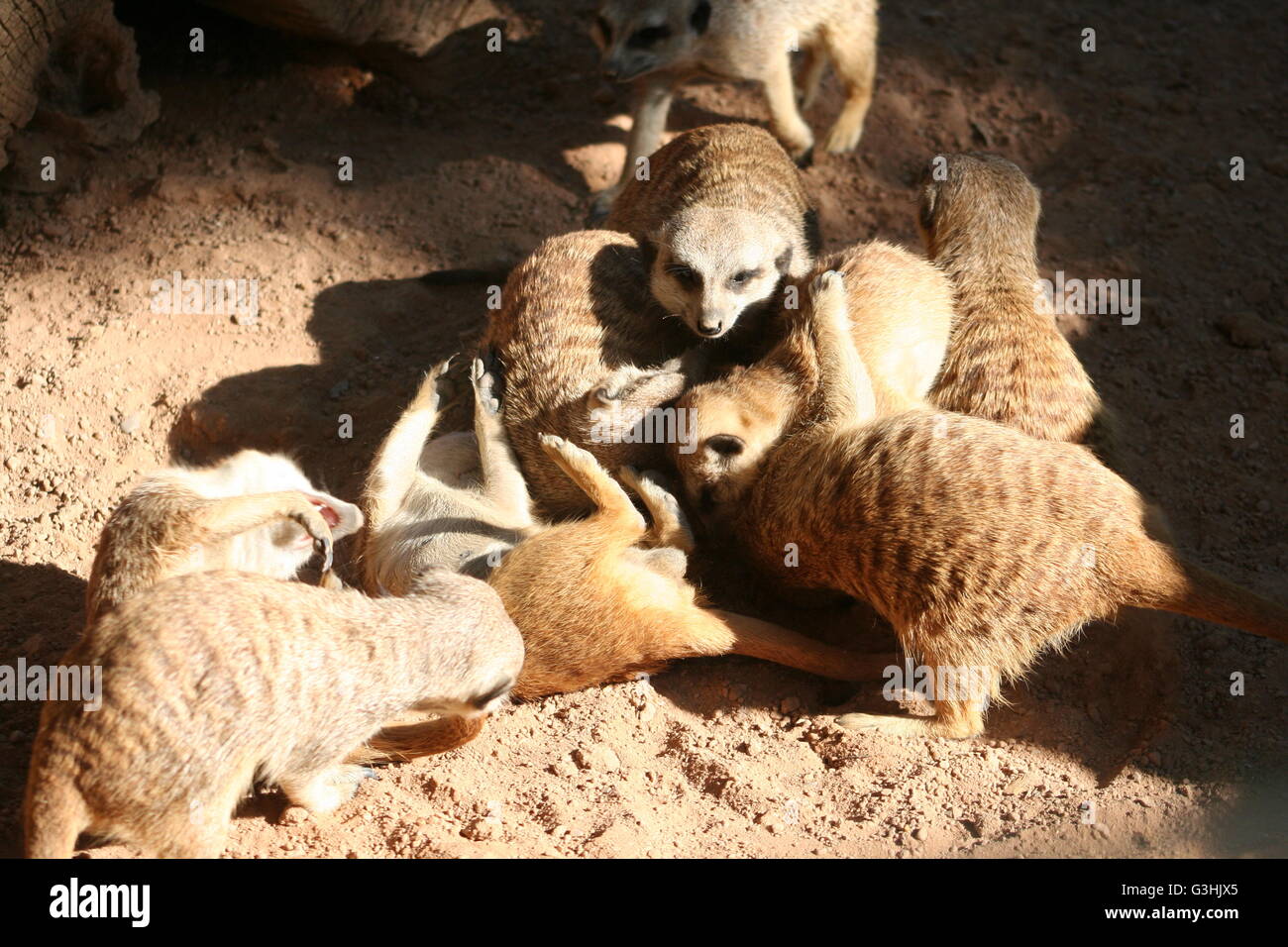 Group of meerkats hi-res stock photography and images - Alamy