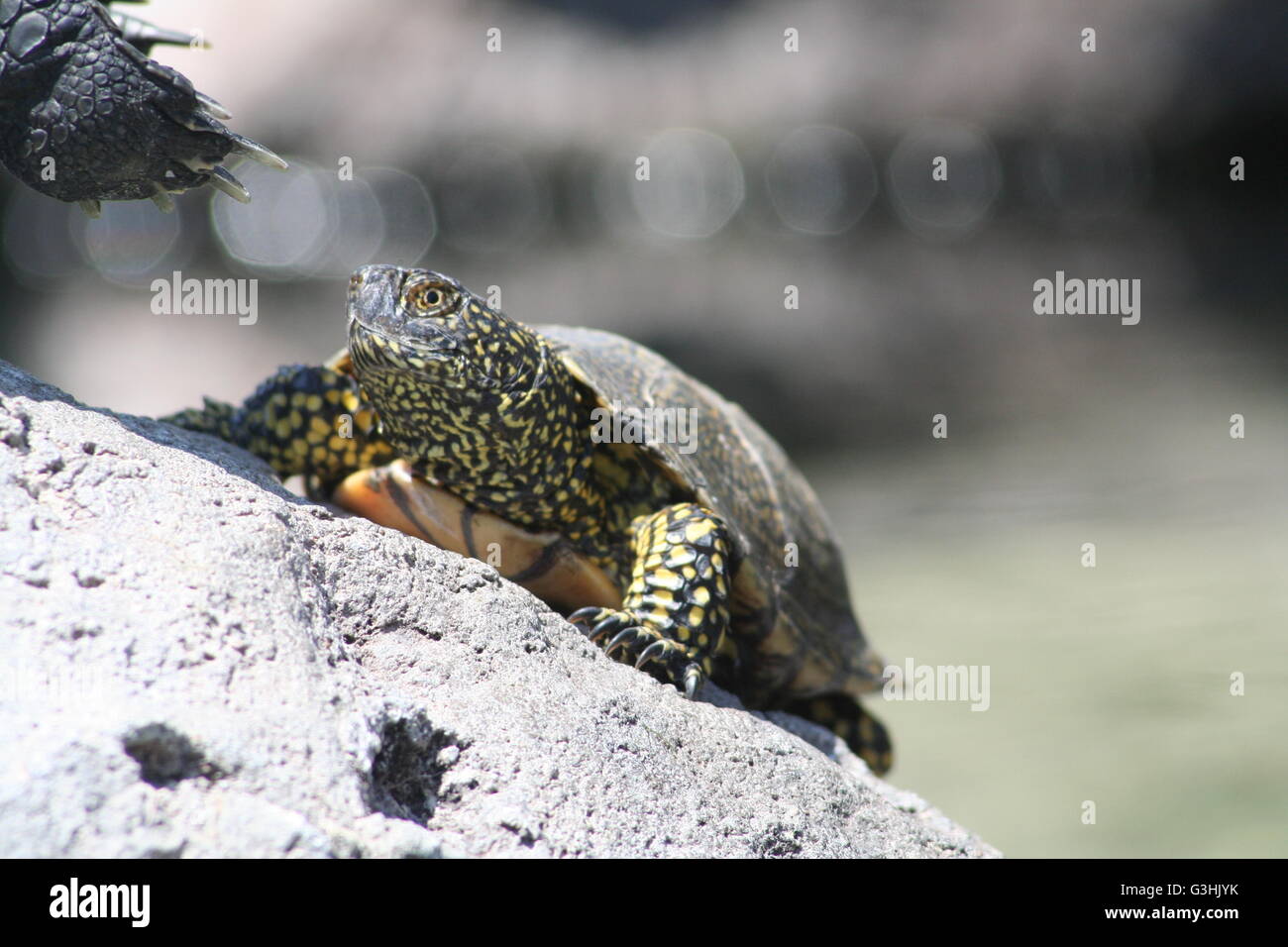 A terrapin sat on a rock Stock Photo - Alamy