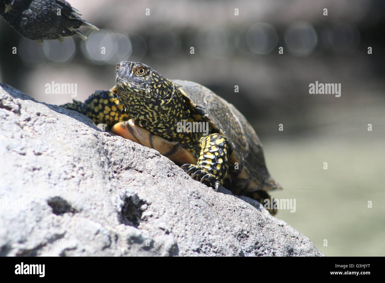 A terrapin sat on a rock Stock Photo - Alamy
