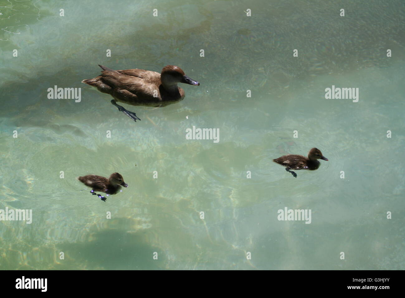 A mother duck and her two little ducklings having a swim in their pool ...