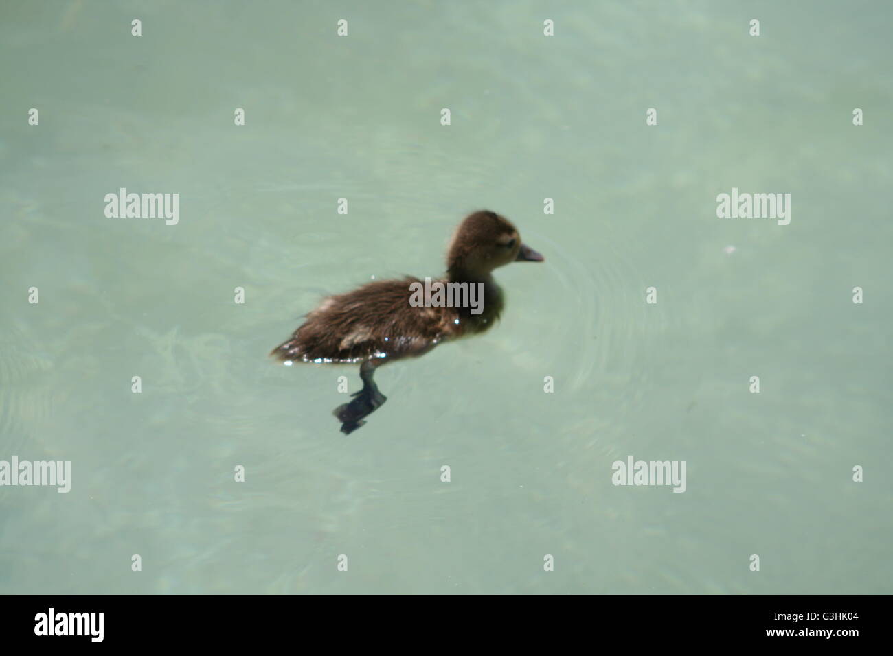 A little duckling swimming in the pool enclosure at the aquarium Stock ...