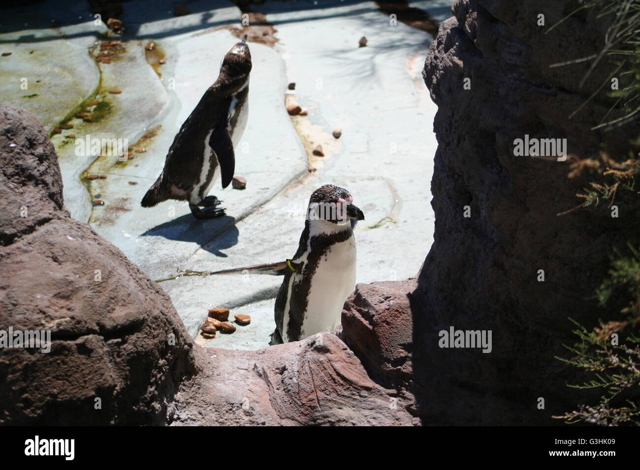 Aquarium enclosure hi-res stock photography and images - Alamy