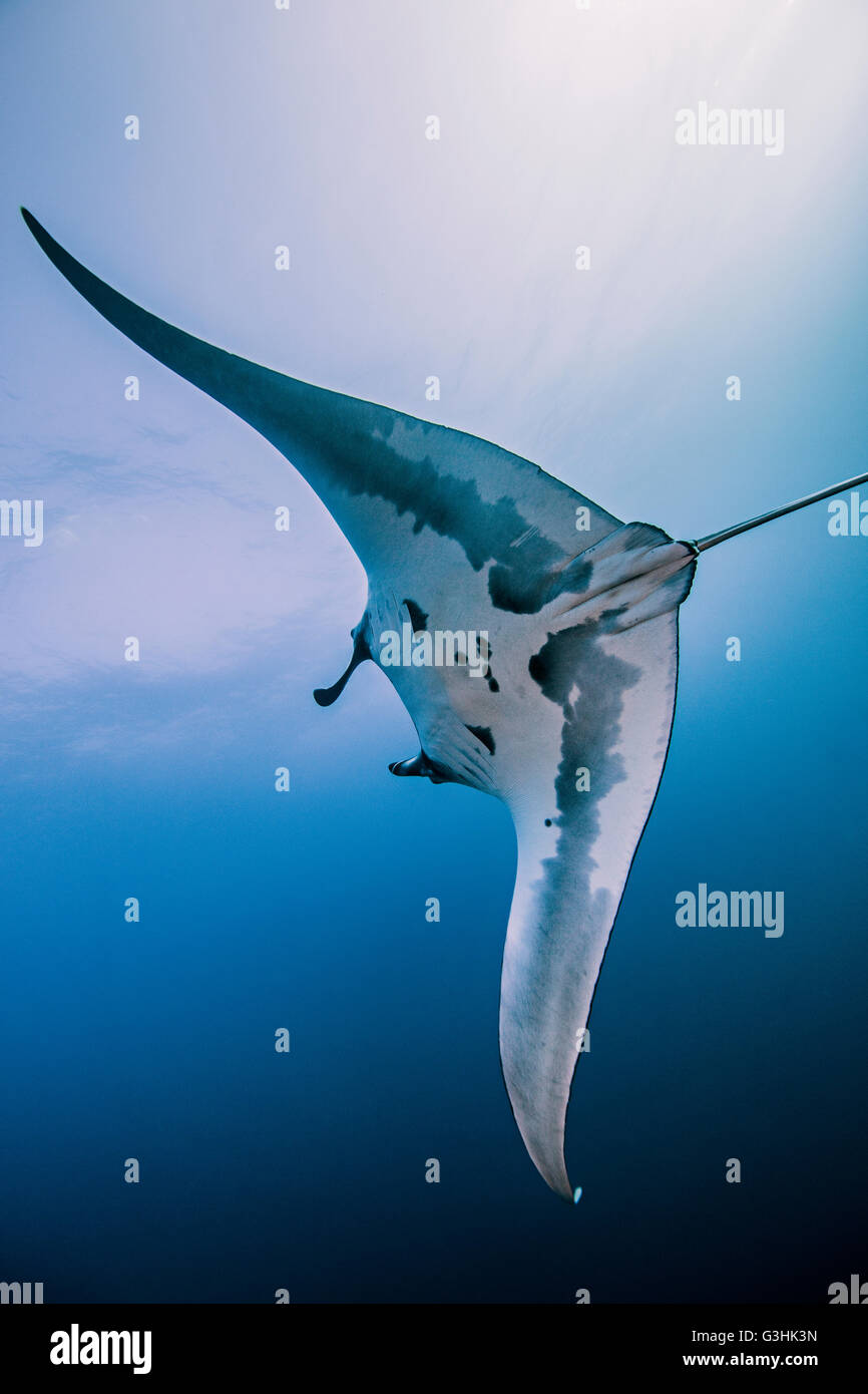 Giant Ocean Manta Ray, Socorro, Mexico Stock Photo - Alamy
