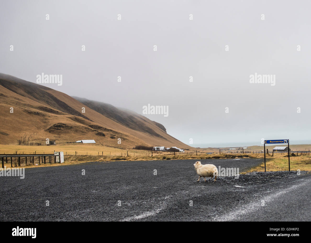 Sheep crossing hi-res stock photography and images - Alamy