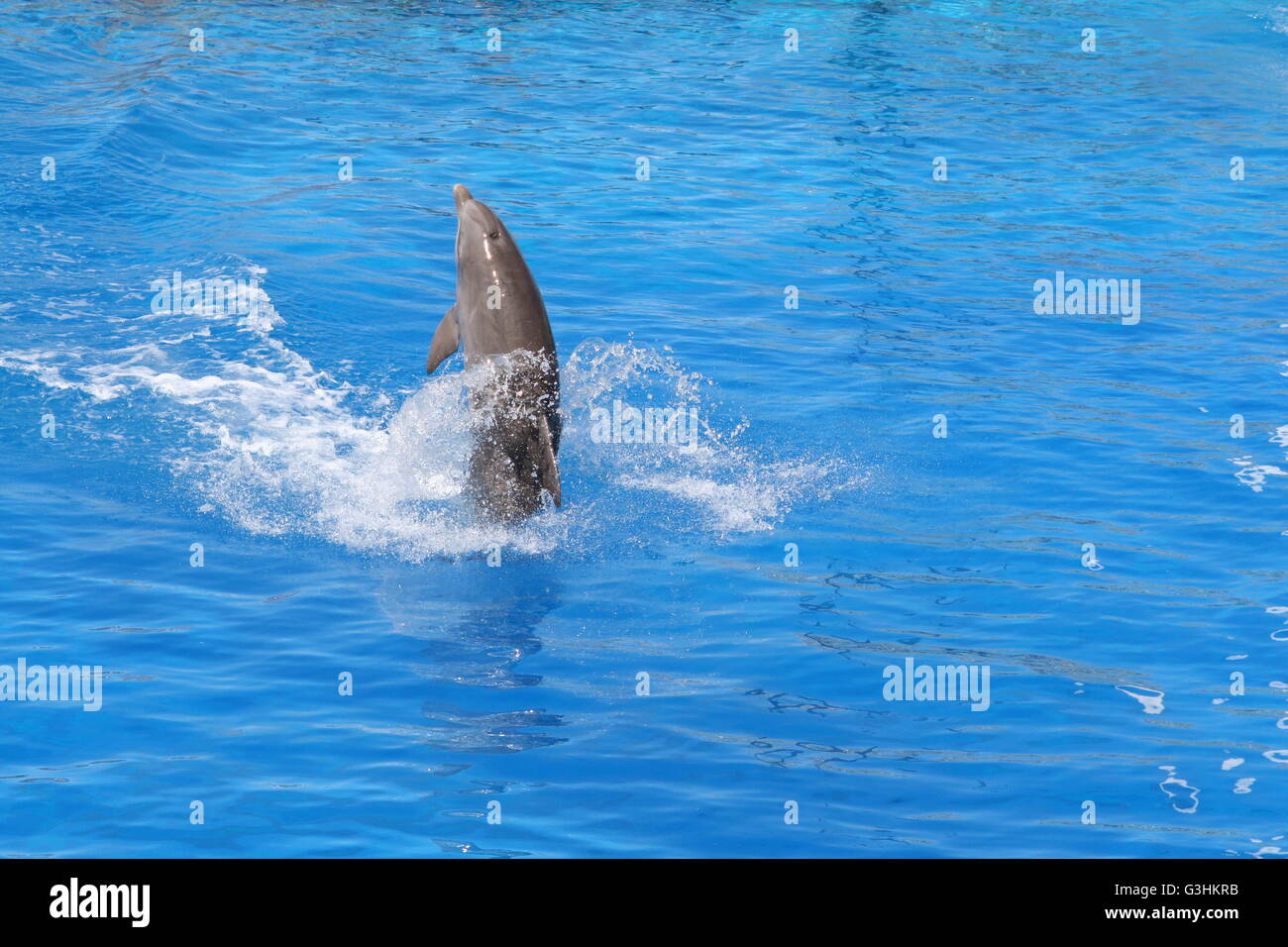Dolphin performing in a show at the aquarium Stock Photo - Alamy