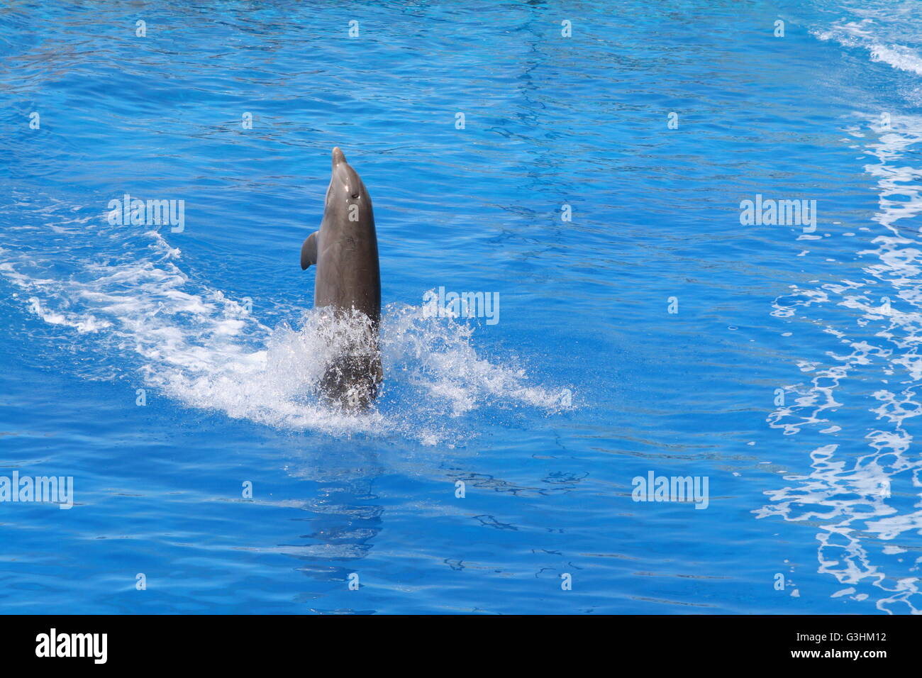 Dolphin performing in a show at the aquarium Stock Photo - Alamy
