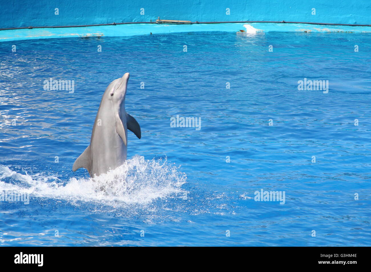 Dolphin performing in a show at the aquarium Stock Photo - Alamy