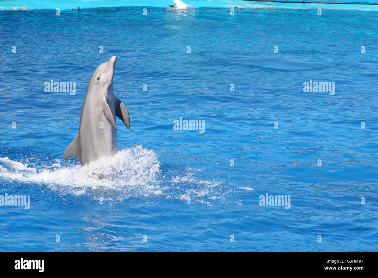 Dolphin performing in a show at the aquarium Stock Photo - Alamy