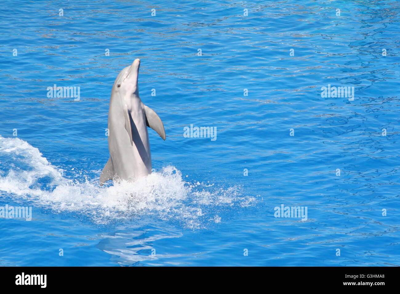 Dolphin performing in a show at the aquarium Stock Photo - Alamy