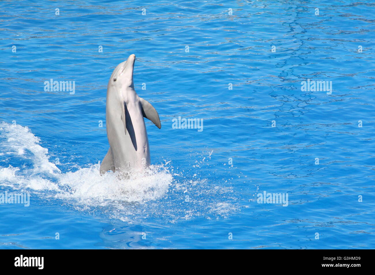 Dolphin performing in a show at the aquarium Stock Photo - Alamy