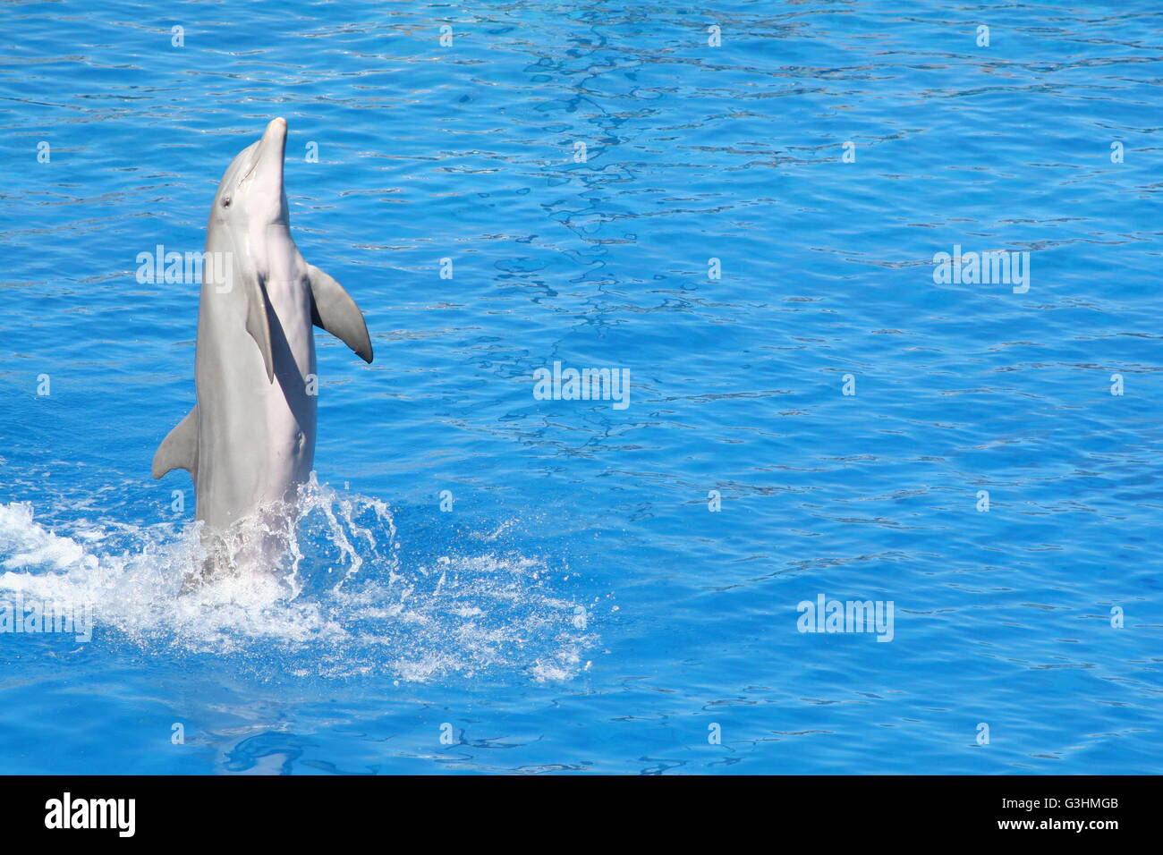 Dolphin performing in a show at the aquarium Stock Photo - Alamy