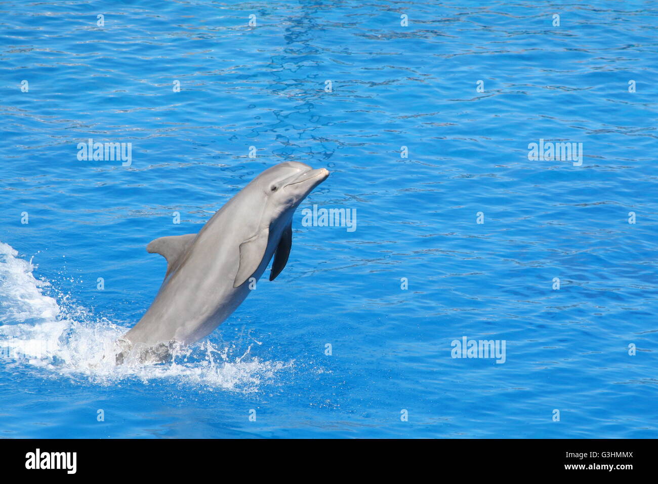 Dolphin performing in a show at the aquarium Stock Photo - Alamy