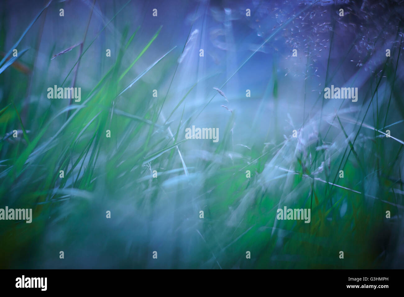 Long grass hi-res stock photography and images - Alamy