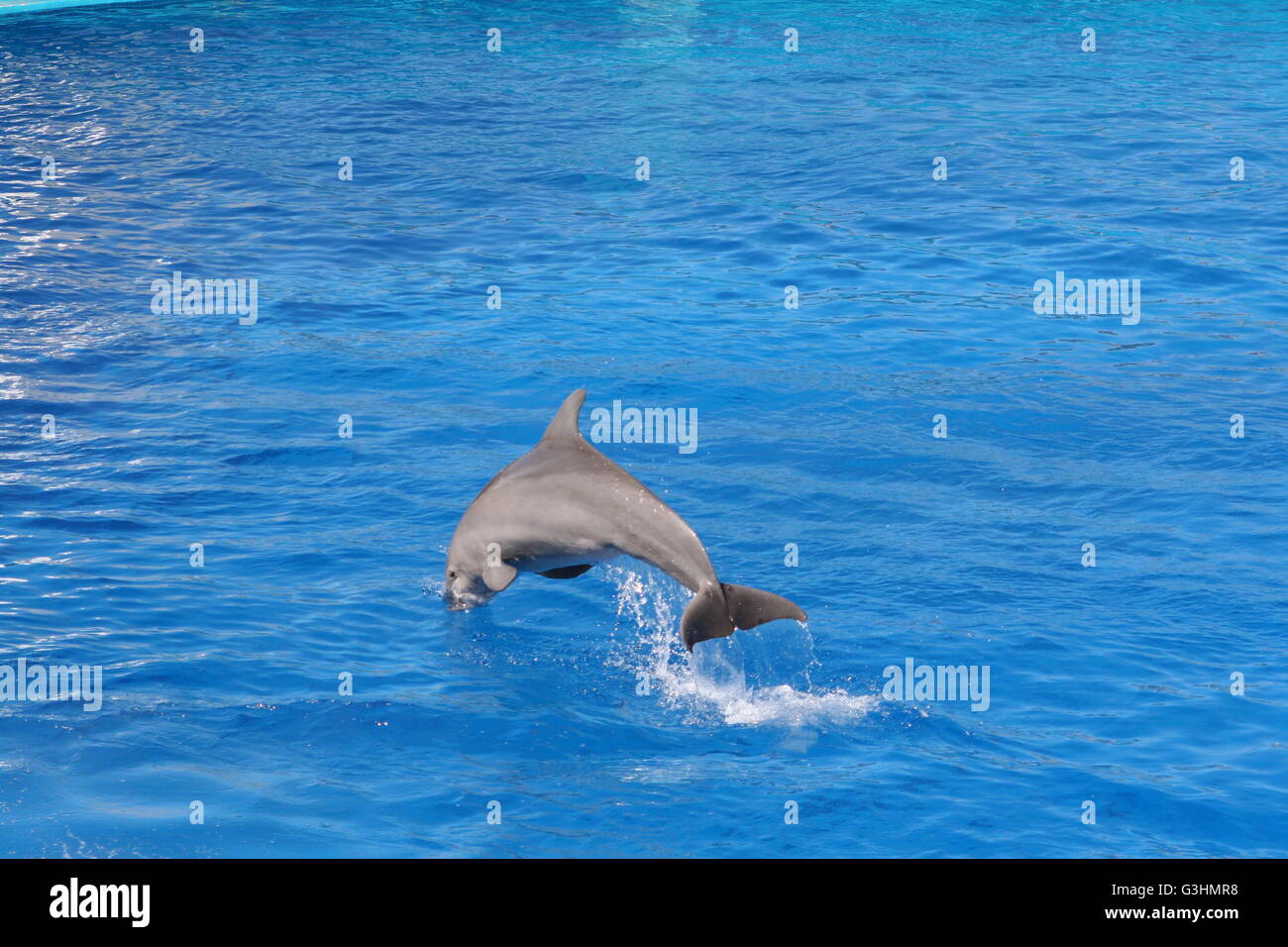 Dolphin performing in a show at the aquarium Stock Photo - Alamy