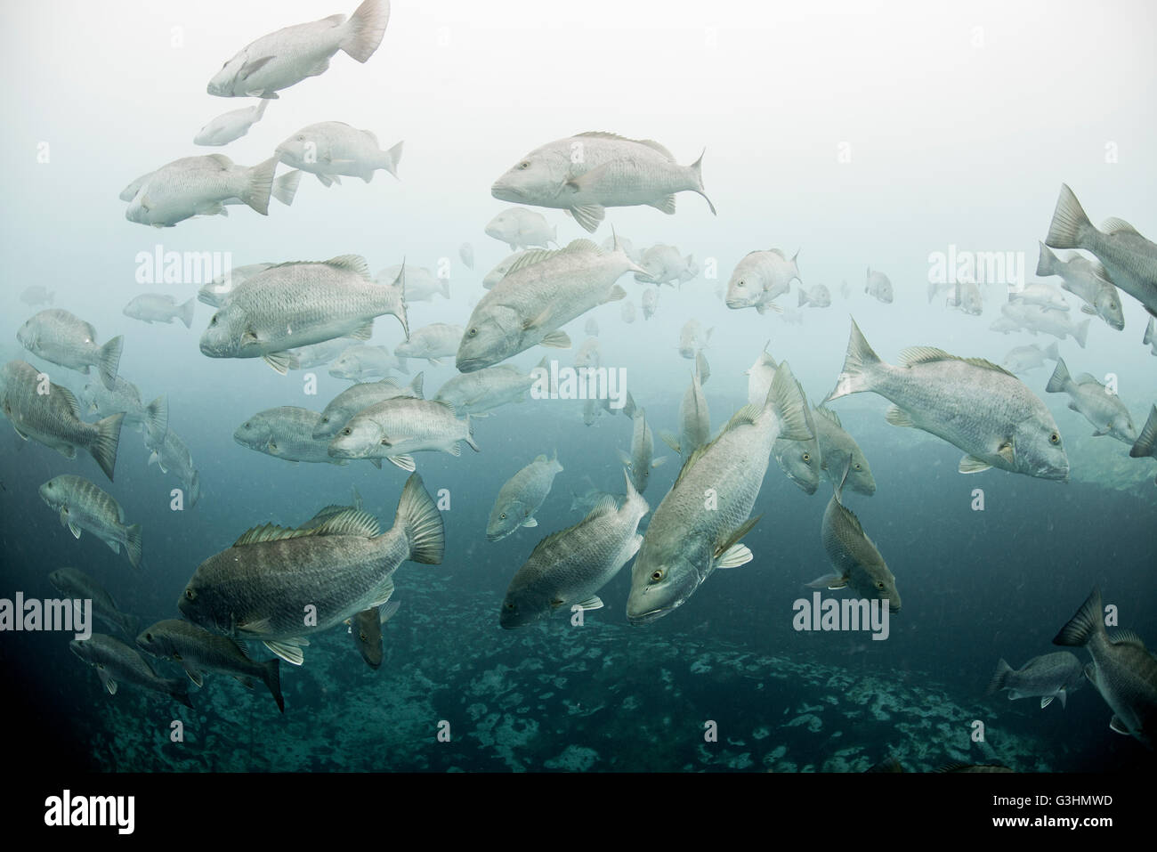 Cubera snappers (Lutjanus cyanopterus) gather around underwater ...