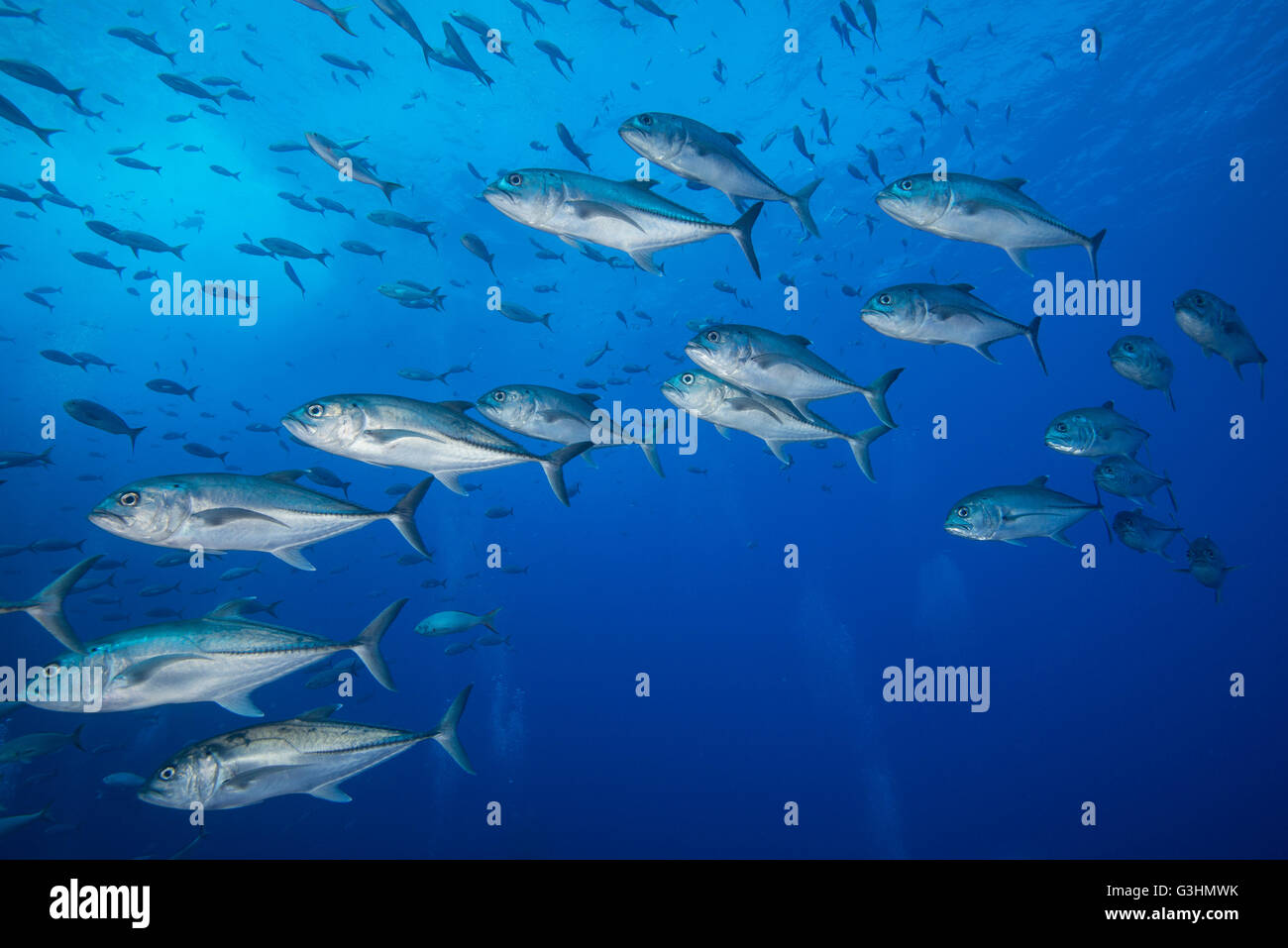 One eyed jacks hi-res stock photography and images - Alamy