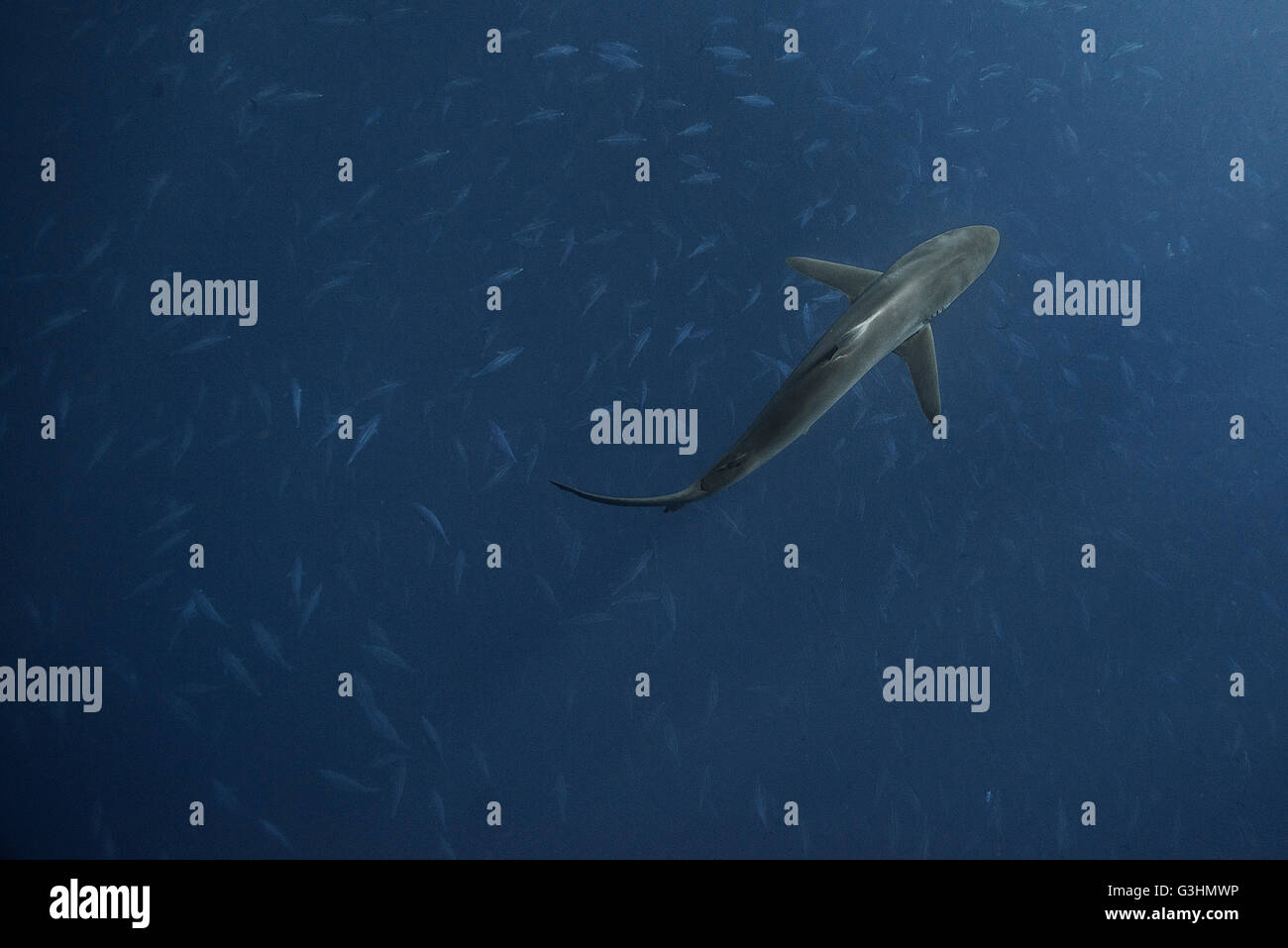 Silky shark (Carcharhinus falciformis) swims above school of bonito ...