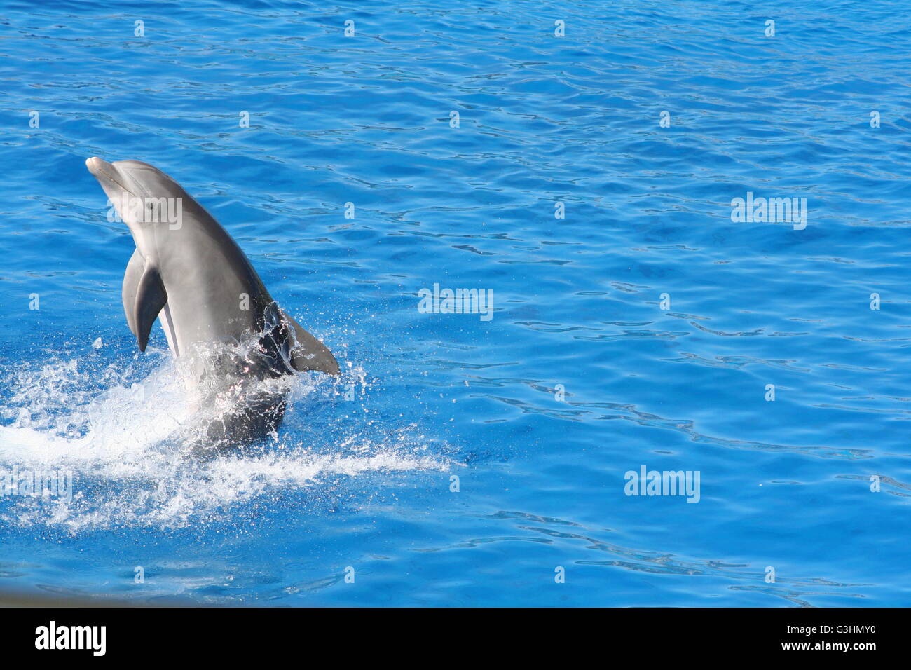 Dolphin performing in a show at the aquarium Stock Photo - Alamy