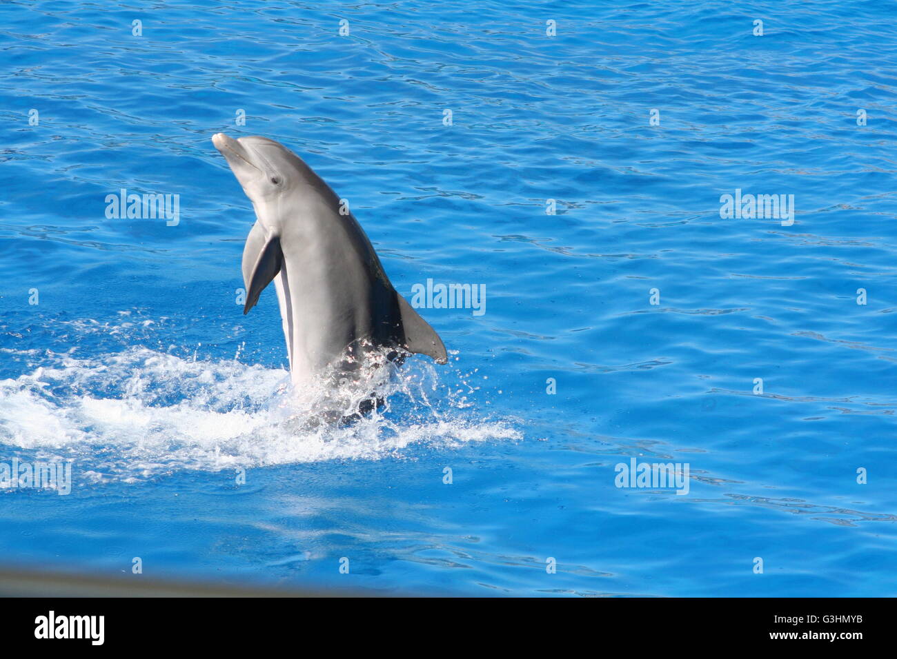Dolphin performing in a show at the aquarium Stock Photo - Alamy