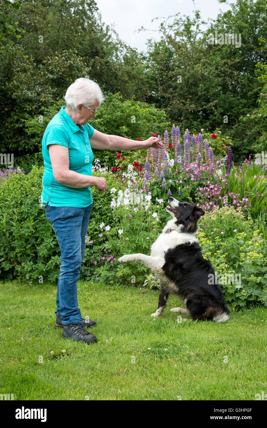 Mature woman training her Border Collie in the garden in summer Stock ...
