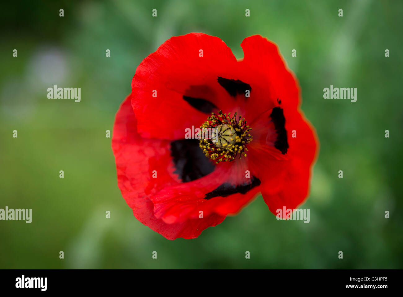 Close up of a Papaver 'Ladybird' flower with soft green background ...
