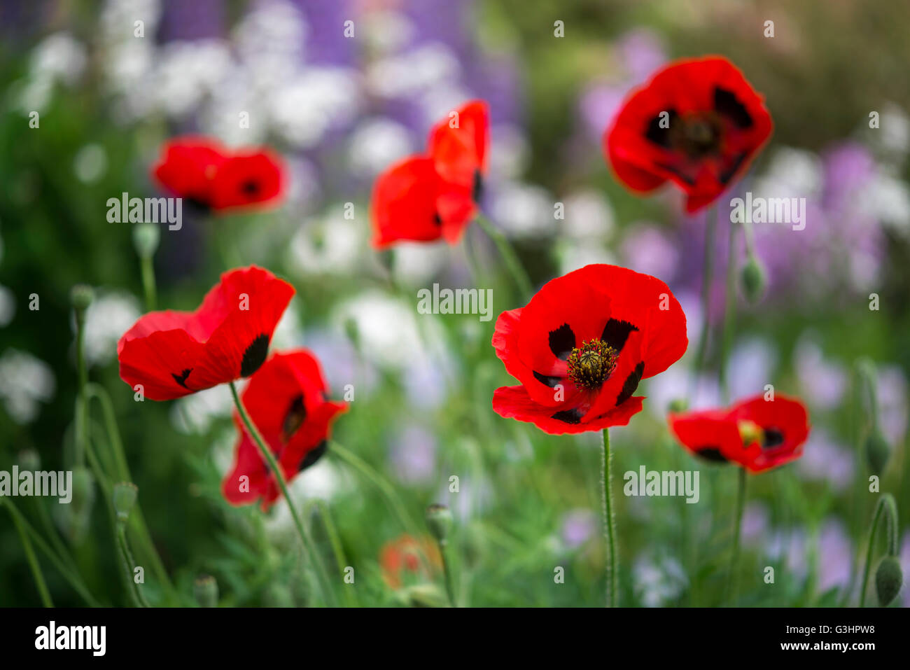 Papaver 'Ladybird' flowering in an English garden in early summer Stock ...