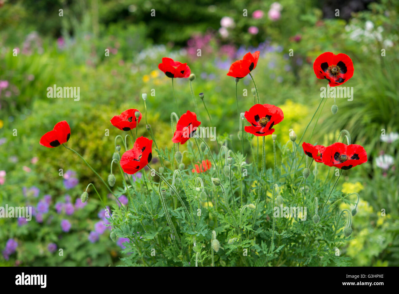 Papaver 'Ladybird' flowering in an English garden in early summer Stock ...