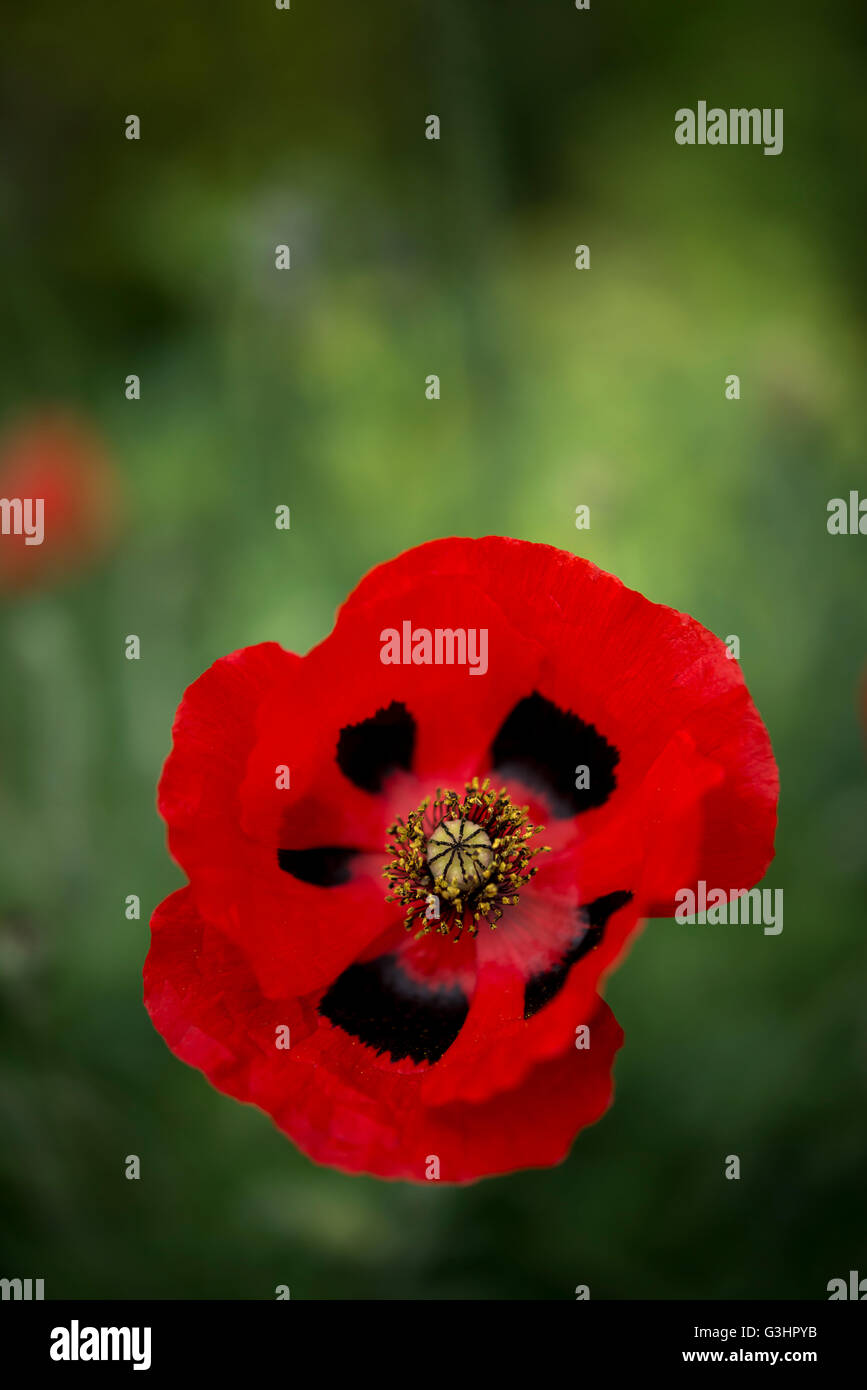 Close up of a Papaver 'Ladybird' flower with soft green background ...